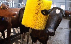 Swinging brush helps keep cows healthy and happy | Science Illustrated