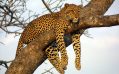 How leopards got their spots | Science Illustrated