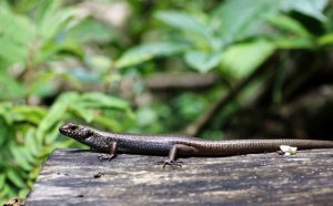 Ask Us: How do lizards survive when they lose their tail? | Science ...