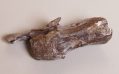 The first Australian spinosaur | Science Illustrated
