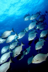 Tropical fish rely on adult traits for dispersal | Science Illustrated