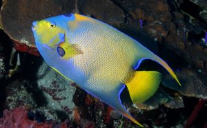 Tropical fish rely on adult traits for dispersal | Science Illustrated