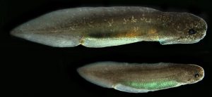 Lungfish provide insight into terrestrial evolution | Science Illustrated
