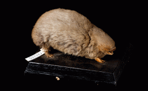 Scientists identify iridescence in golden moles | Science Illustrated