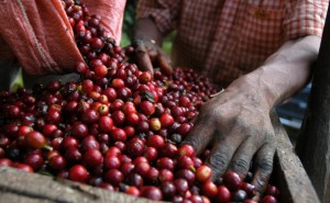 Ask Us: Who brought coffee to Europe? | Science Illustrated