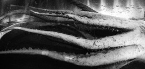 Giant and colossal squids have super-powerful eyes | Science Illustrated