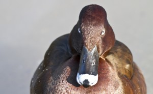 Sexual competition has endowed ducks with enormous organs | Science ...