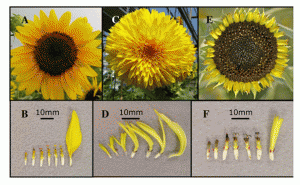 Van Gogh's sunflowers are genetic mutants | Science Illustrated