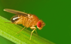 Fruit flies change after sex | Science Illustrated