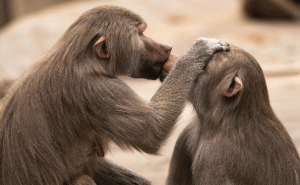 The origin of monogamy | Science Illustrated