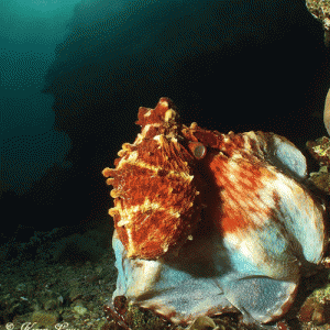 Octopus focus on key features for camouflage | Science Illustrated