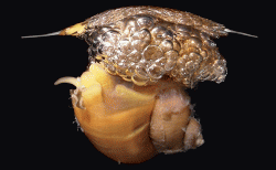 Why do some snails float? | Science Illustrated