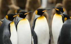 King penguins stressed by human presence | Science Illustrated