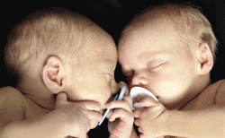 DNA differences start in the womb | Science Illustrated