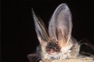 Bats are acoustically identified | Science Illustrated