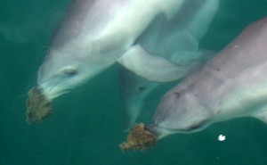 Australian dolphins form a subculture | Science Illustrated