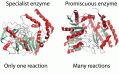 Why are some enzymes so promiscuous? | Science Illustrated