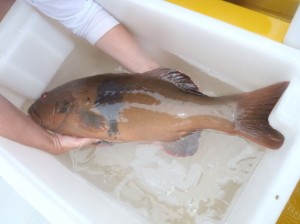 Australian fish have high incidence of skin cancer too | Science ...