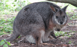 Selective imprinting: how the wallaby controls the growth of its young ...