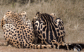 How the cheetah gets its spots | Science Illustrated