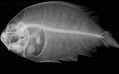 X-ray | Science Illustrated
