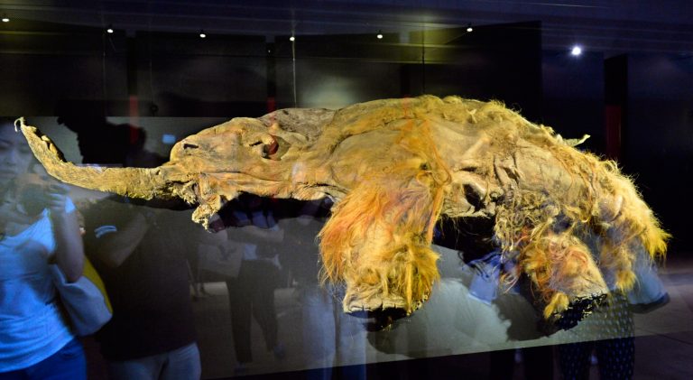 Japanese scientists revive mammoth cells (and other mammoth news ...