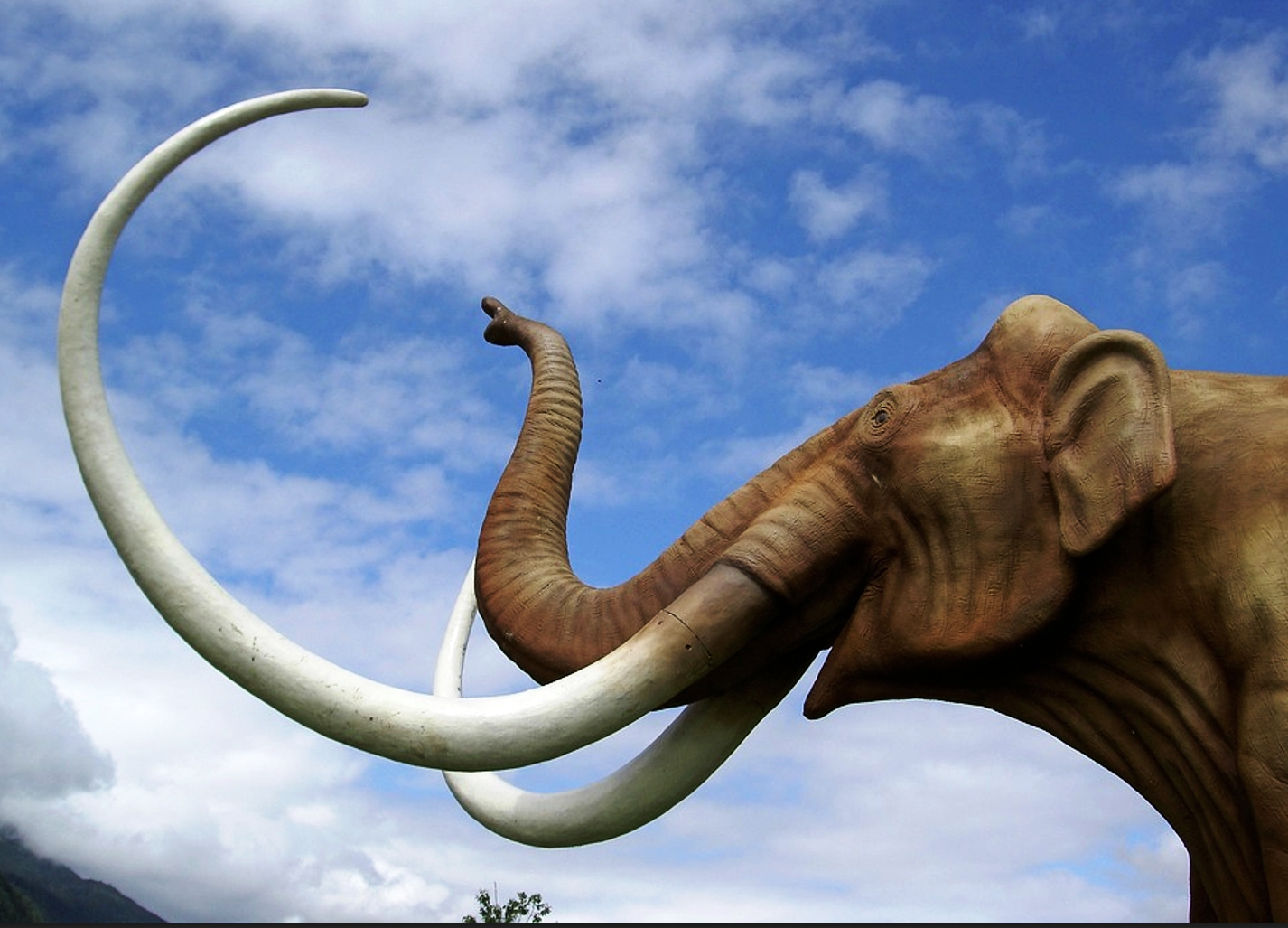 Japanese scientists revive mammoth cells (and other mammoth news ...