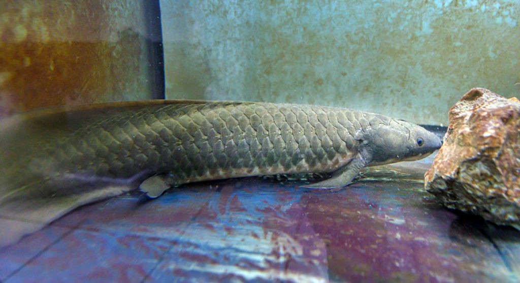 Aussie lungfish has largest animal genome known to science | Science ...