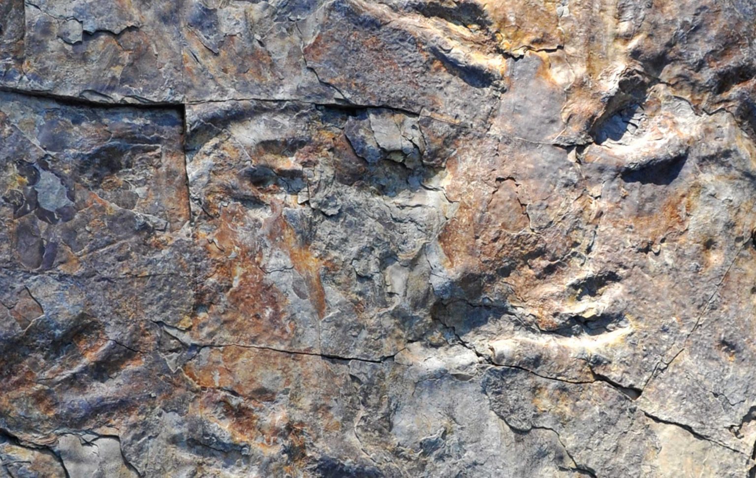 Prehistoric flat-footed croc walked on two legs | Science Illustrated