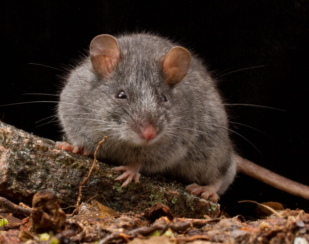 Reverse extinctions, Tassie tigers and smoky mice | Science Illustrated