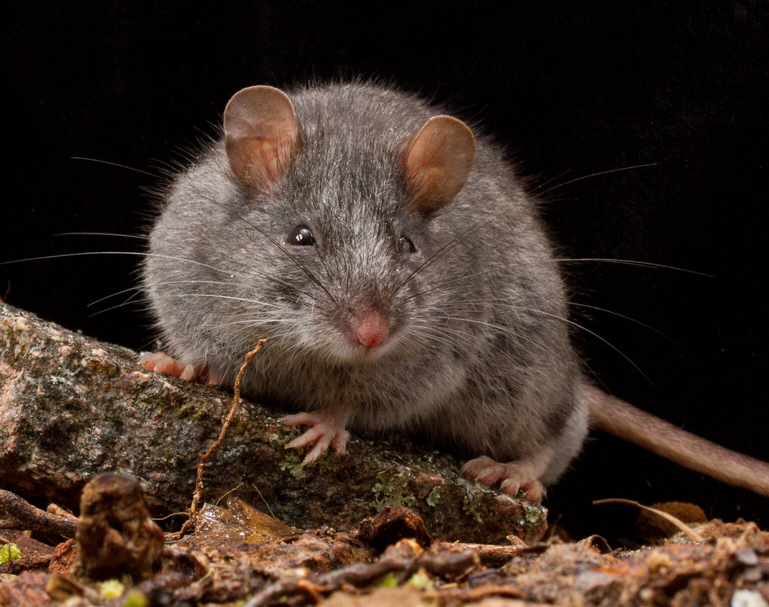 Reverse extinctions, Tassie tigers and smoky mice | Science Illustrated
