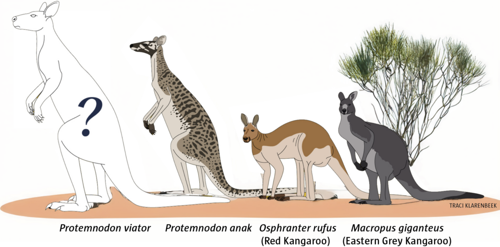 Palaeontologists from Flinders University have described three unusual new species of giant ...